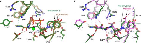 Overlay Of The Substrate Binding Sites Of Udp Glcnac Bound Nikkomycin Download Scientific