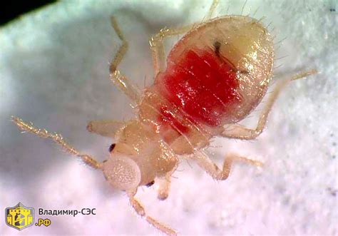 Фото постельных клопов крупным планом Блог службы Владимир СЭС