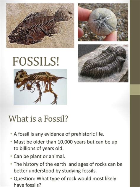 fossils pdf