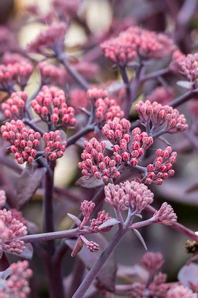 Sedum Blue Pearl