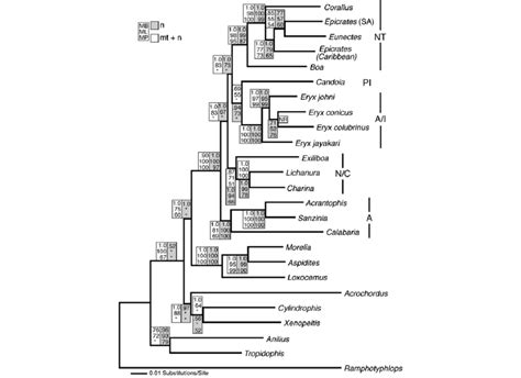 Phylogeny Obtained From Bayesian Analysis Of Combined Mitochondrial