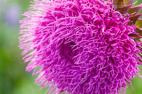 필드에는 꽃에 엉 겅 퀴 꽃의 클로즈업 백라이트입니다 필드의 얕은 깊이 우유 엉 겅 퀴 식물 초본 치료 축복 받은 우유 엉 겅 퀴 스카치 엉 겅 퀴 Cardus