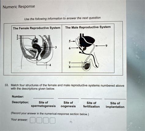Match Four Structures Of The Female And Male Reproductive Systems Numbered Above With The