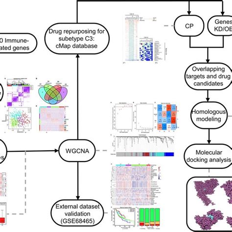 The Workflow Of The Study Cmap Connectivity Map Wgcna Weighted