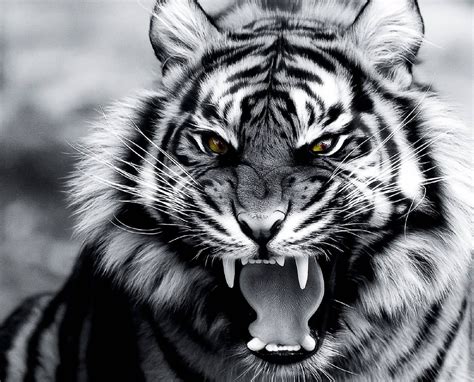 Tiger Roar Black And White