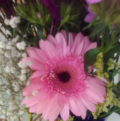 Pink Shasta Daisy Photograph By Paul Phyllis Stuart Fine Art America