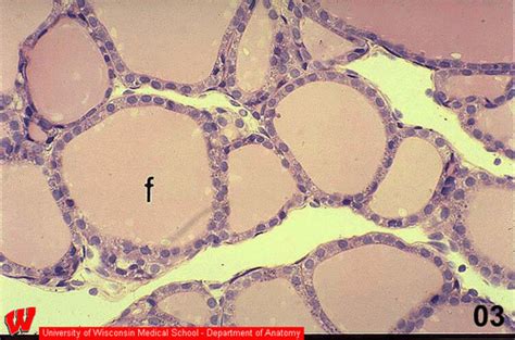 Epithelium Lab Flashcards Quizlet