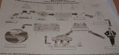 Write The Labels Its Corresponding Photos To Arrange The Levels Of Organization Levels Of