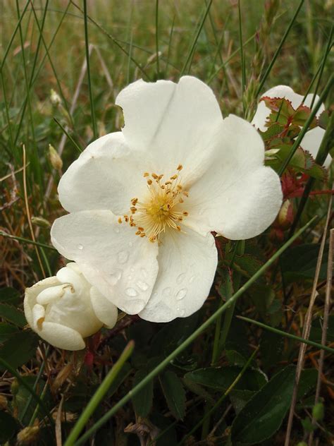 Rosa spinosissima (syn. pimpinellifolia). Rhosyn Bwrned. B… | Flickr
