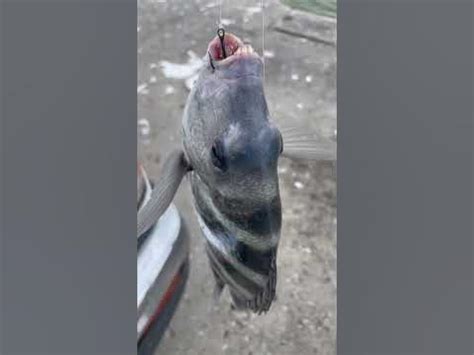 El Dienton Ya Conocías Este Pez 🐠 Youtube