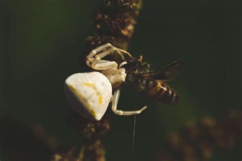 The Most Venomous Spider In North America Has A New Habitat Animals