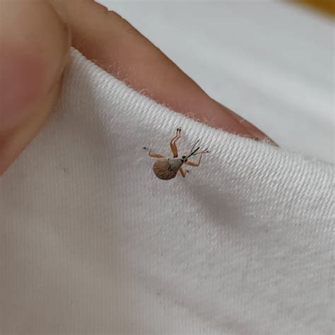 Is This A Tick R Whatisthisbug