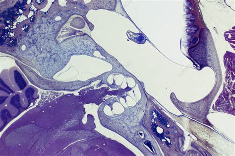 Cochlea Light Micrograph Stock Image C060 7512 Science Photo Library