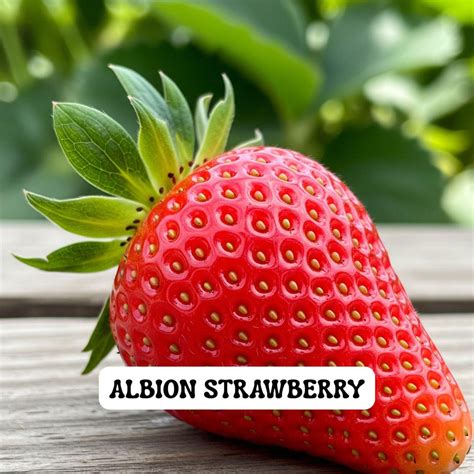 10 Albion Strawberry Bare Root Plants Everbearing Organic Garden