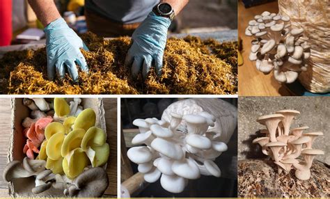 Mushroom Cultivation Process And Growth Upvey