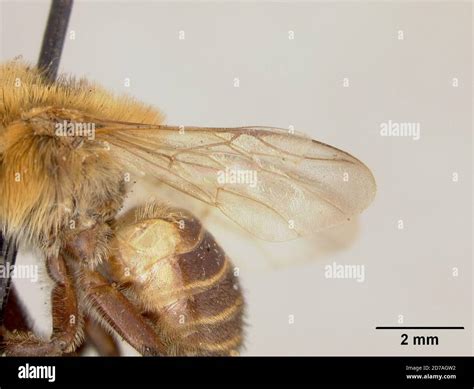 Pinned Melipona Fasciata Barticensis Cockerell 1919 Animalia