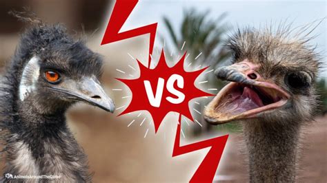 Top 999 Ostrich Images Amazing Collection Ostrich Images Full 4k