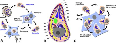 Apicomplexans Plasmodium