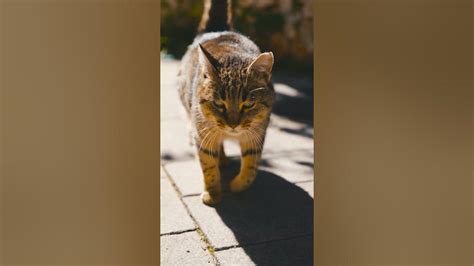 Купувайте земя в действителност вече никой не я произвежда Марк Твен Youtube