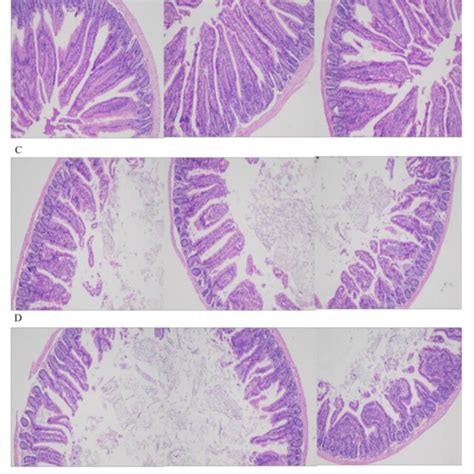 The Morphology Of Terminal Ileum 100× In Each Group Ae Refer To