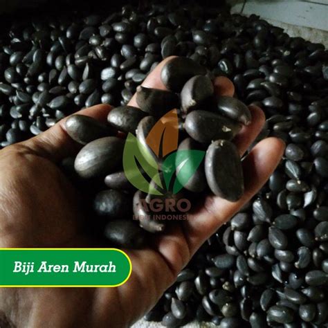 Jual Biji Aren Dalam Lokal Siap Semai Agro Bibit Id