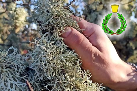 Oak Moss Absolute Lavanda Del Chianti