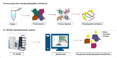 Workflow Of Phosphoproteomic Experiments For Honey Bee Samples Download Scientific Diagram