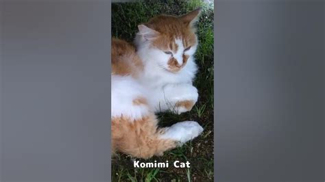 Komimi Cat Taisi Xxxx Xx Xx Shorts Youtube