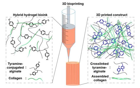 Tyramine Functionalized Alginate Collagen Hybrid Hydrogel Inks For 3d Bioprinting