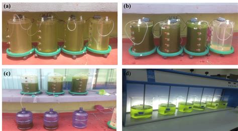 Cultivation Of Microalgae Botryococcus Sp In Photobioreactors Using Download Scientific