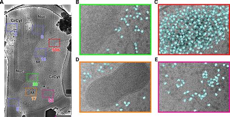 Defocus Corrected Large Area Cryo Em Deco Lace For Label Free Detection Of Molecules Across