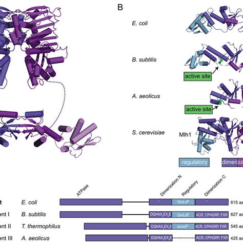 Features Of The C Terminal Domains Of Mutl Homologs A Ribbon Diagram
