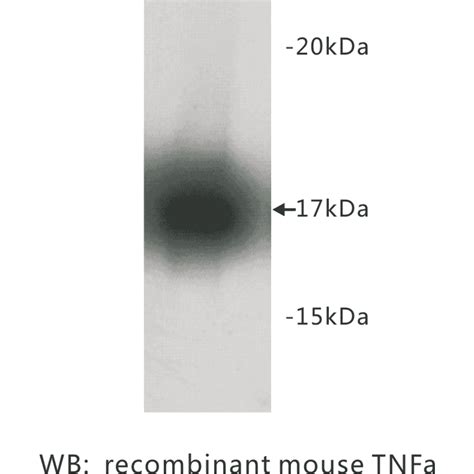 Anti Tnf Alpha Antibody A923