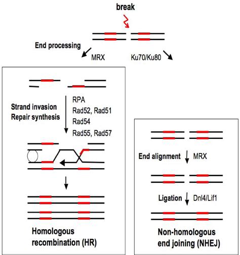 Figure 1 From Analysis Of Chromatin Remodeling During Formation Of A Dna Double Strand Break At
