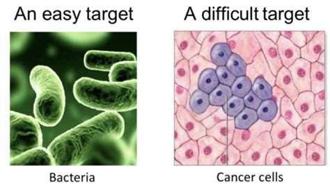 Pos Selective Toxicity Flashcards Quizlet