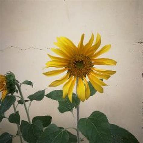 Anthony Clarette Sadie Youtube