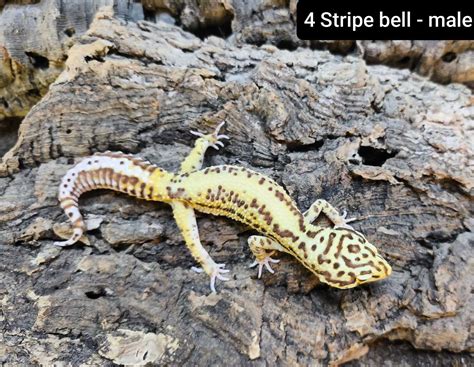 Леопардов гекон Полово зрели МОРЕЛИЯ ЕООД