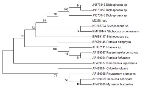 consensus trees based on the sequence of the rbcl gene the left tree