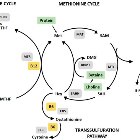 The One Carbon Metabolism And Dna Methylation The Folate Cycle Folic
