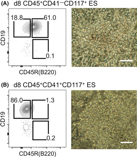 B Lineage Cells Develop From Embryonic Stem Cells Escs A Left B Lineage Cells Develop From Embryonic Stem Cells Escs A Left