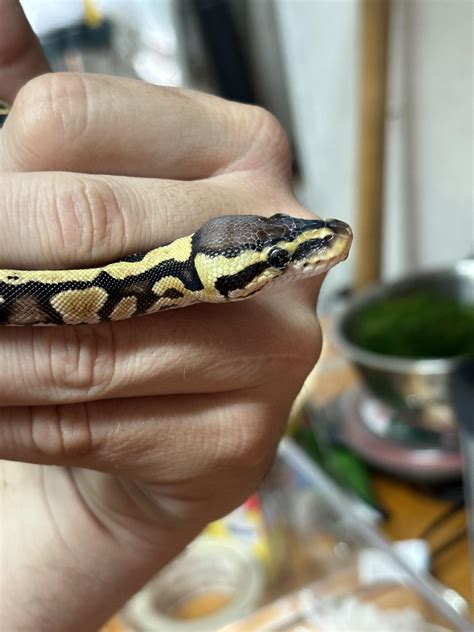 my ball pythons eyes are crusty r ballpython