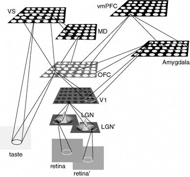 Overall Scheme Of The Model Composed Of LGN Lateral Geniculate Download Scientific Diagram