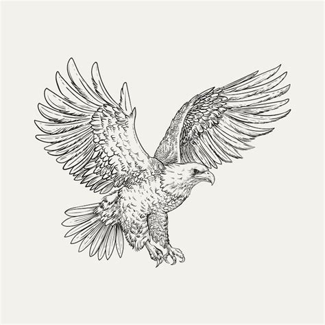 Diving Eagle Drawing