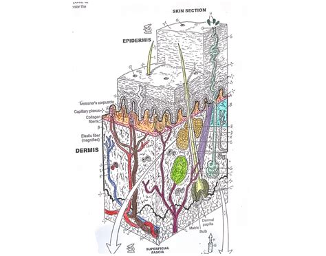 Integumentary System The Integument Dermis Quiz