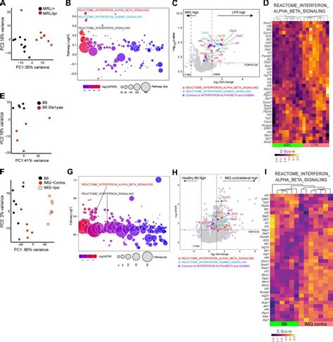 Figures And Data In The Interferon Rich Skin Environment Regulates