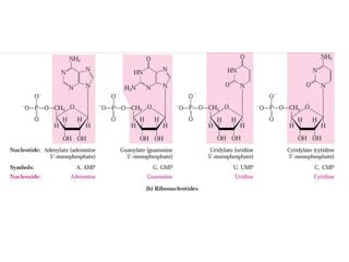 DNA Structure Section1 Pptx Biological Sciences Science