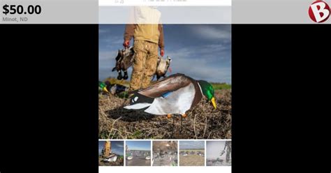 2 Dozen Divebomb Mallard Silos Minot Nd