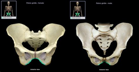 Male Vs Female Bones Flashcards Quizlet