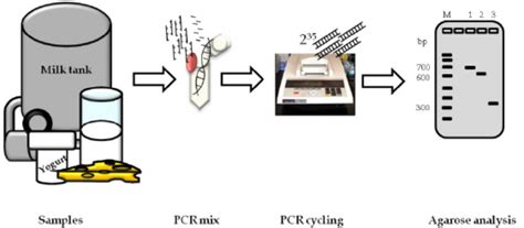 Detection Of Bacteriophages In Dairy Samples By Pcr A Variety Of Dairy Download Scientific