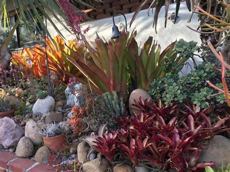 Plantfiles Pictures Aechmea Bromeliad Species Urn Plant Aechmea